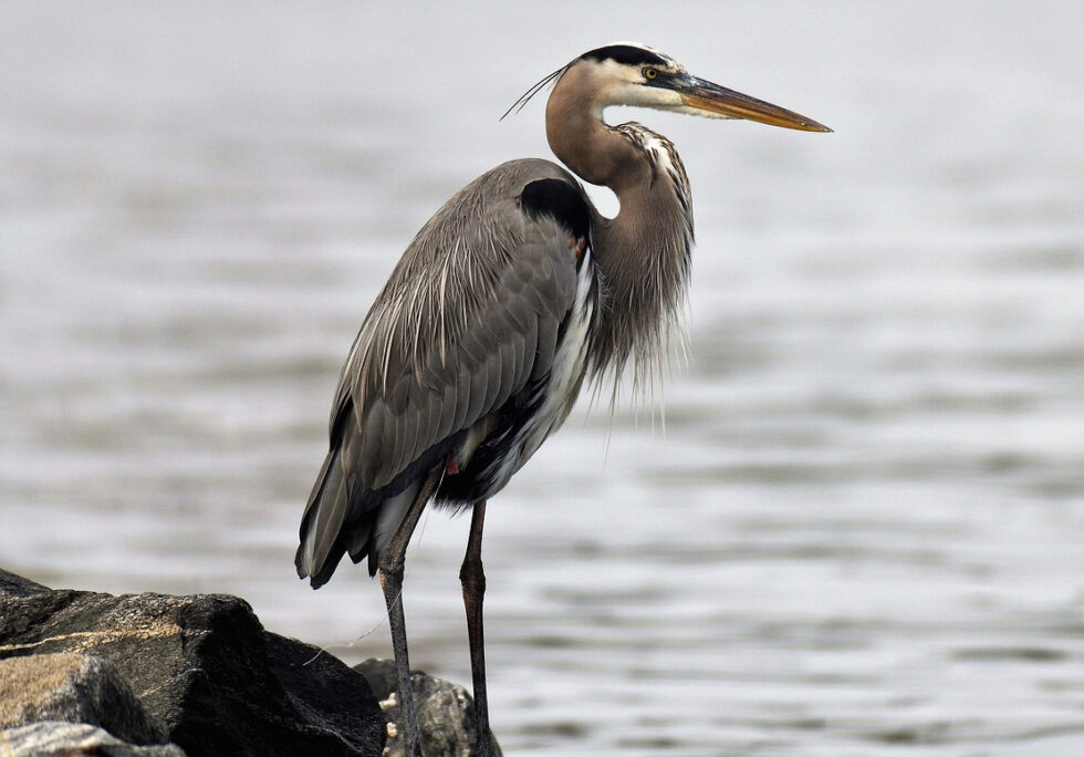Lac Saint-Pierre Birdwatching Experience