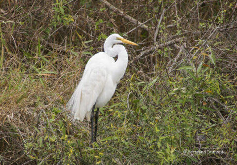 La Grande Aigrette dans le Lac Saint-Pierre | Site d'observation